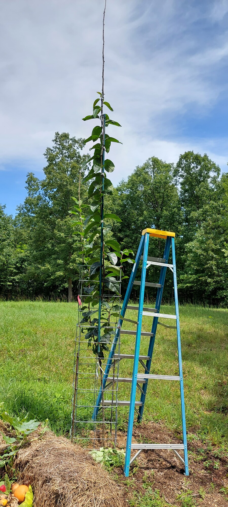 World Record ? Persimmon growth - General Fruit Growing - Growing Fruit