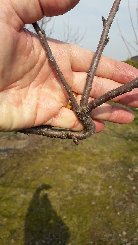 What causes this Apple branch distortion? - General Fruit Growing ...