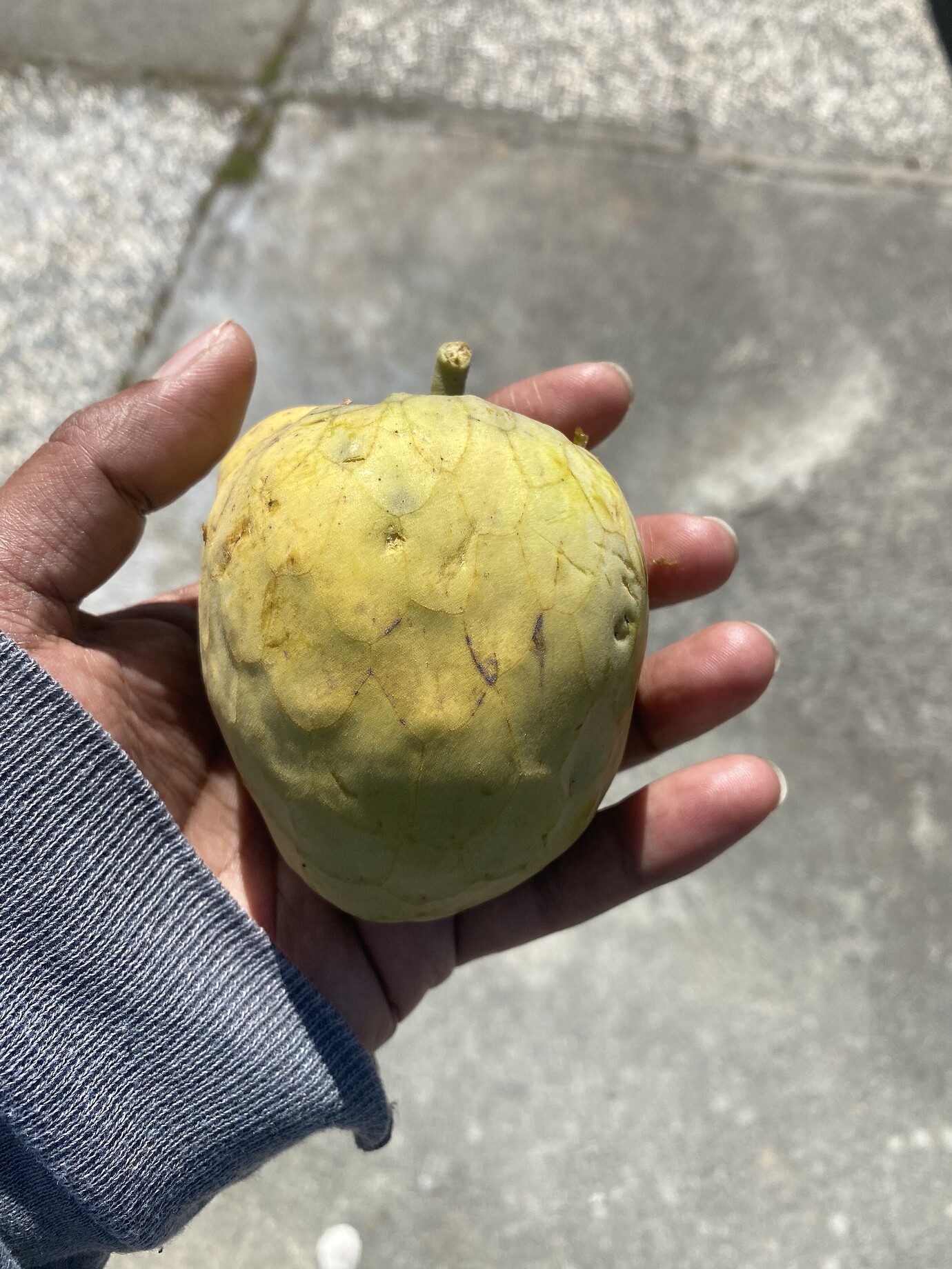 Growing cherimoyas - General Fruit Growing - Growing Fruit