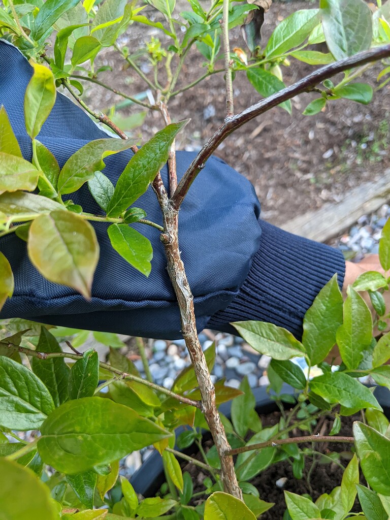 Winter damage on blueberry? - General Fruit Growing - Growing Fruit