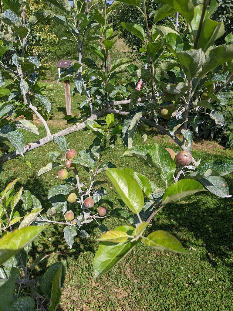 Changing fruit color - General Fruit Growing - Growing Fruit