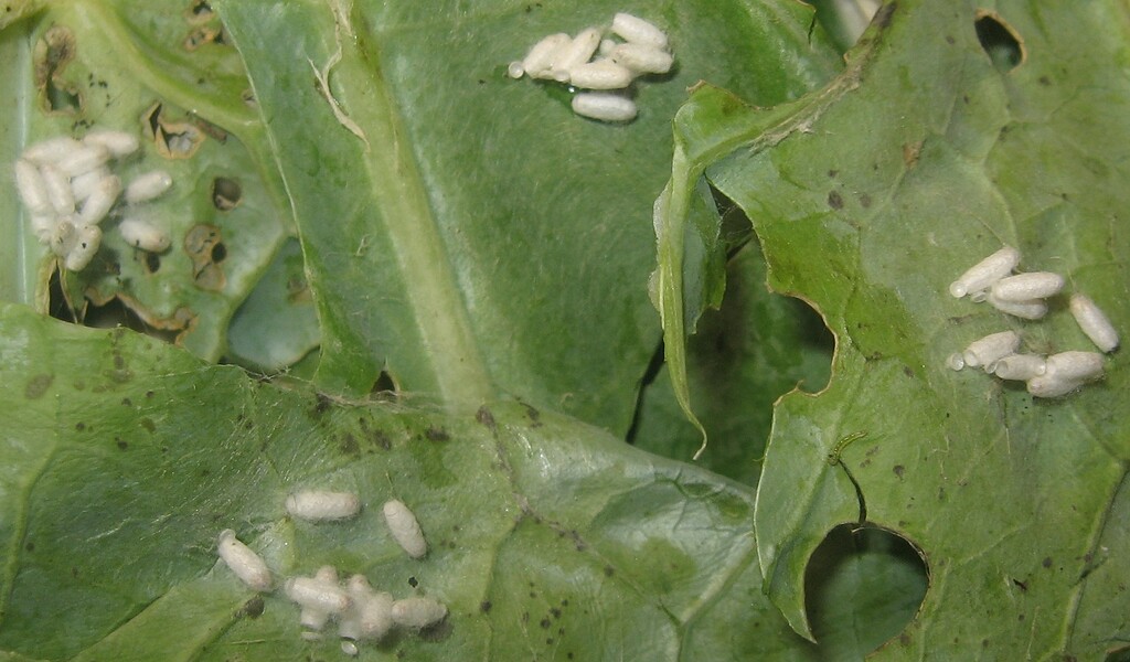 Insect eggs identification needed - General Gardening - Growing Fruit