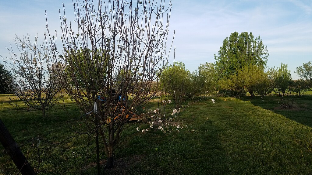 Limb bending WORKS - General Fruit Growing - Growing Fruit