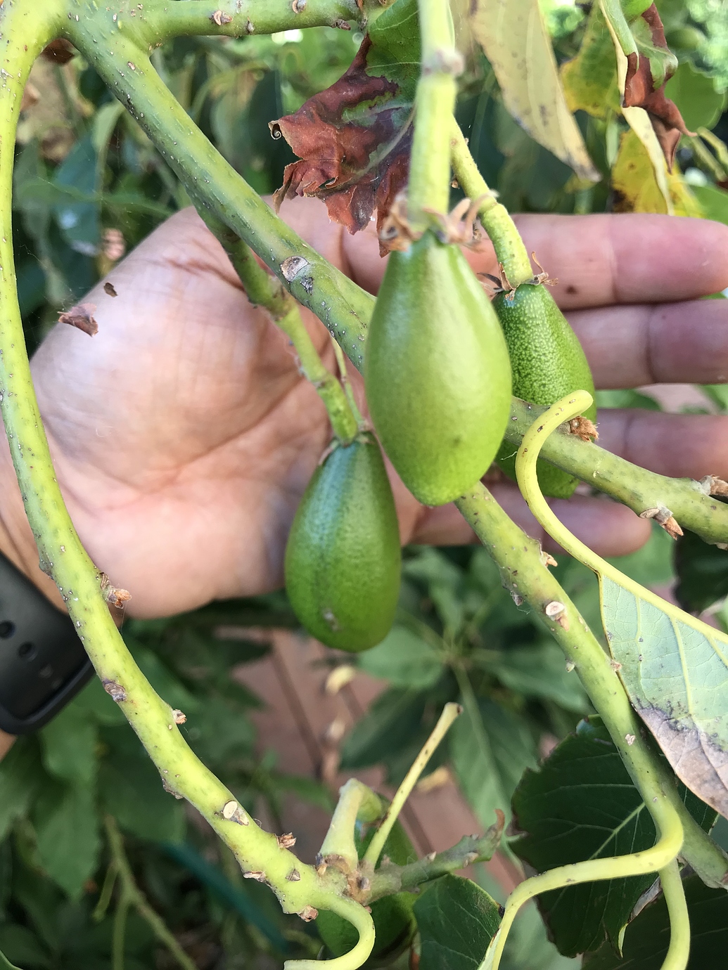 Subtropical: Heavy fruit sets on Avocado this year - General Fruit ...