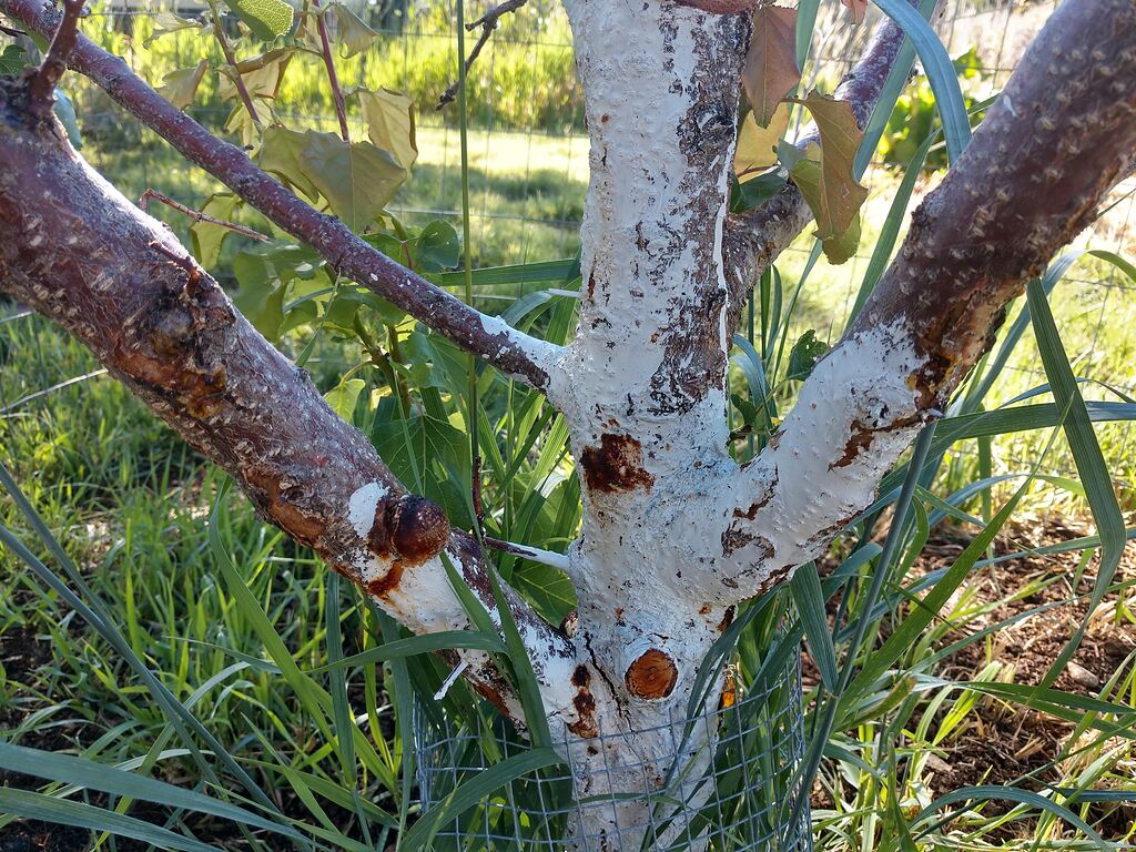 Canker on Harglow apricot - General Fruit Growing - Growing Fruit
