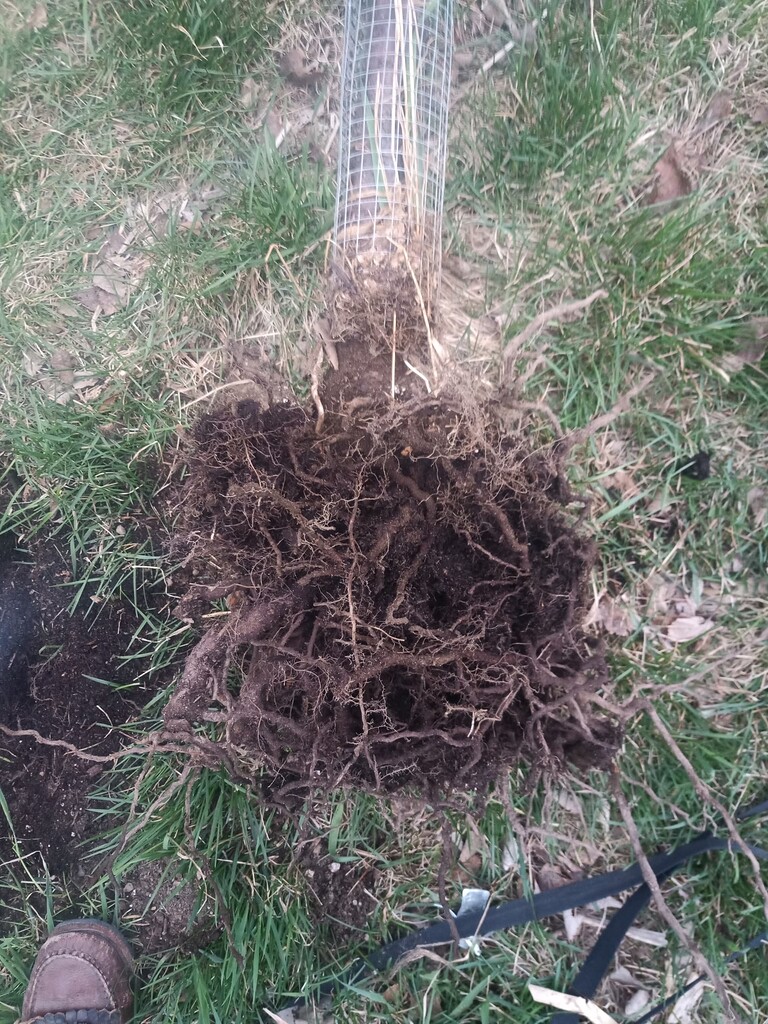 Post mortem of roots from pot raised nursery tree - General Fruit ...