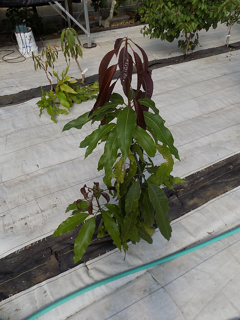 How do I train a seedling Lemon Zest mango? - General Fruit Growing ...