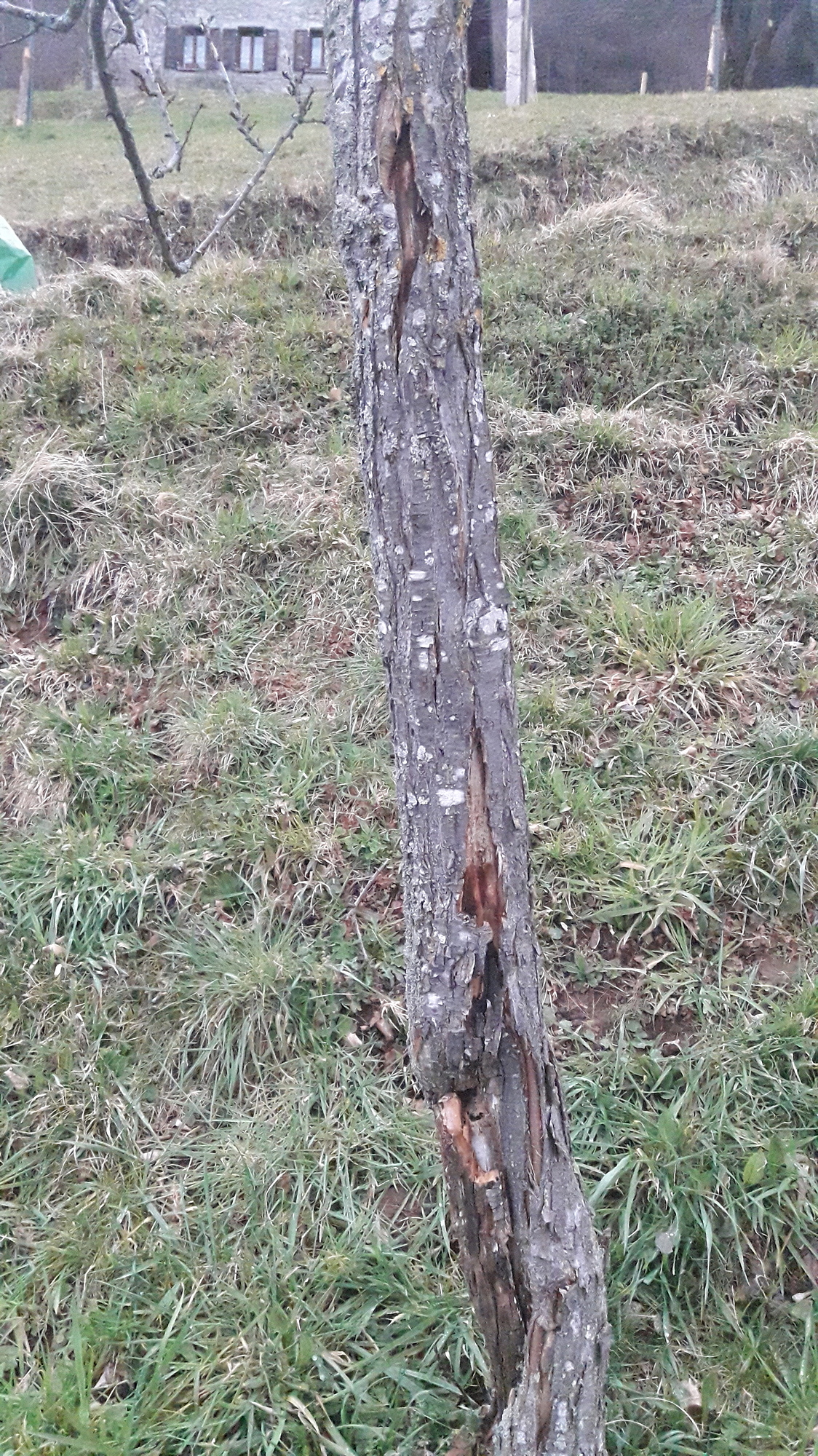 Damaged trunk on plum - General Fruit Growing - Growing Fruit