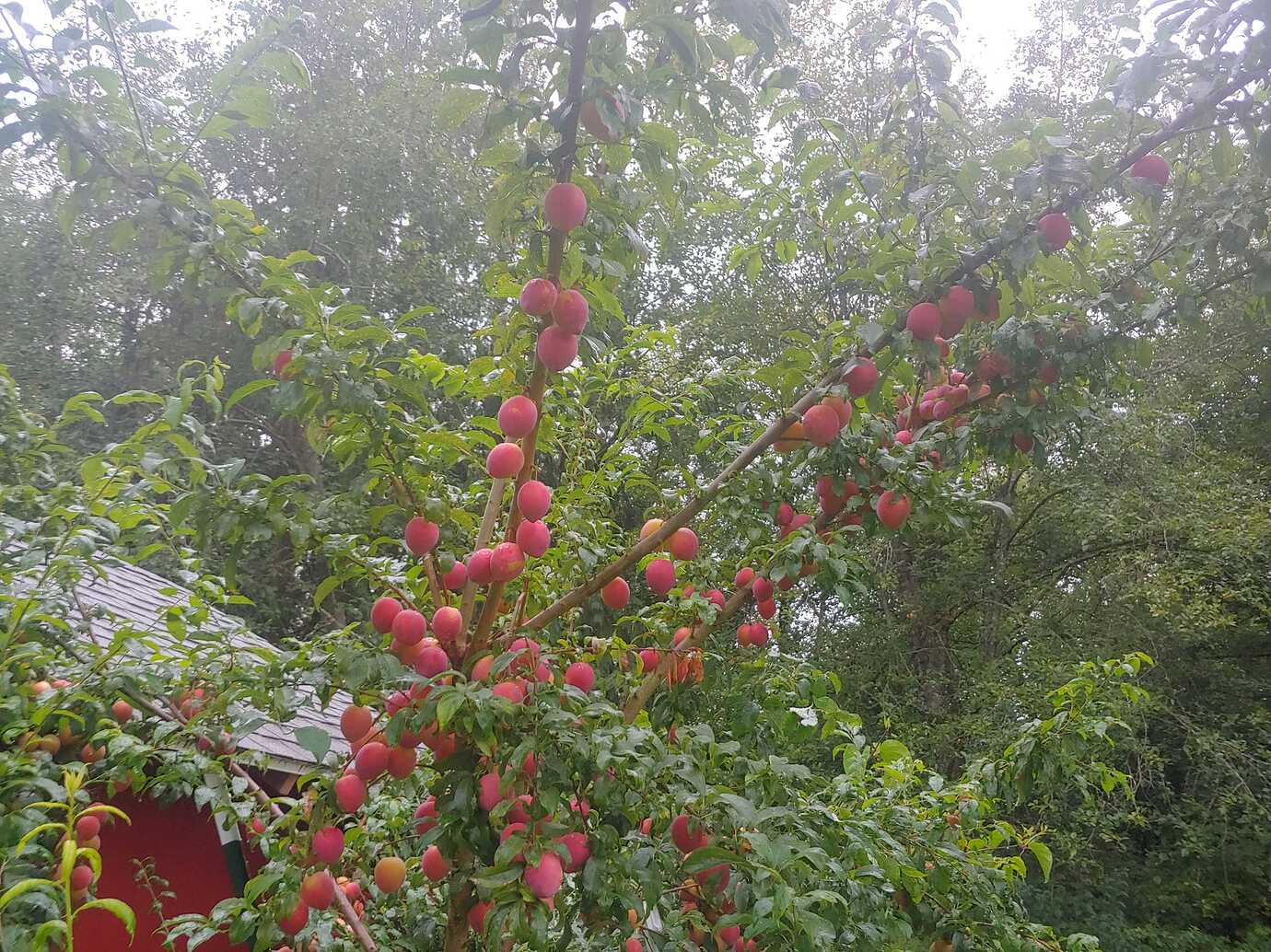 Sweet Treat Pluerry in Maritime Pacific Northwest - General Fruit ...