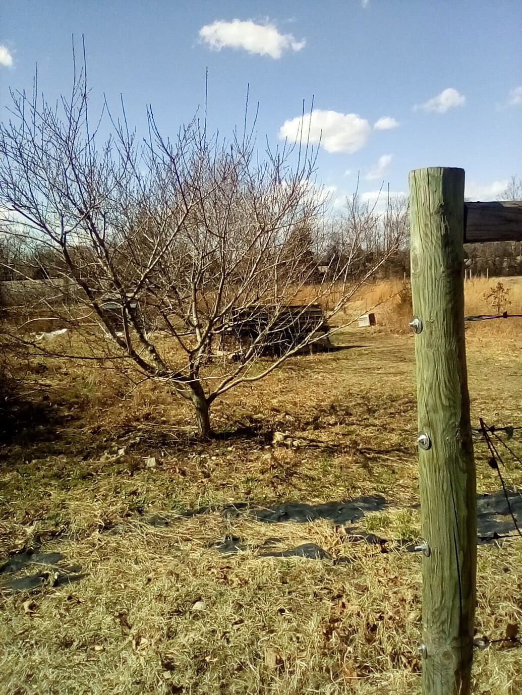 Why would M111 produce stunted trees? - General Fruit Growing - Growing ...