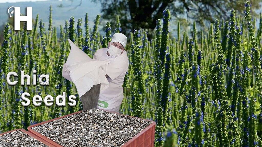 Have you ever gone to Mexico to see the Chia seeds farm? They're so ...