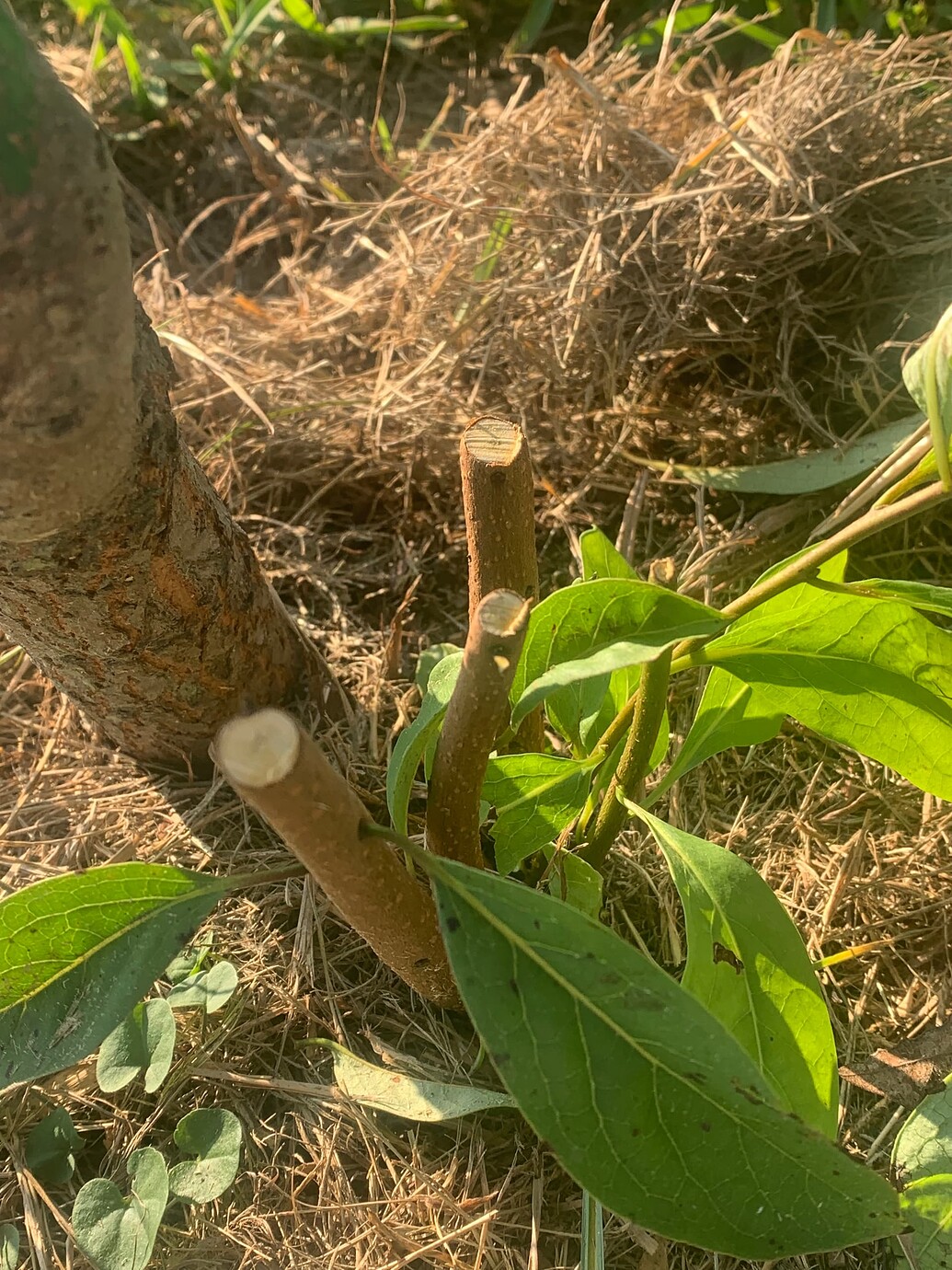 Root suckers on grafted persimmons - General Fruit Growing - Growing Fruit