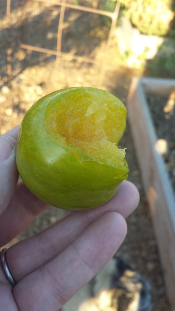 Emerald Drop Plout - General Fruit Growing - Growing Fruit