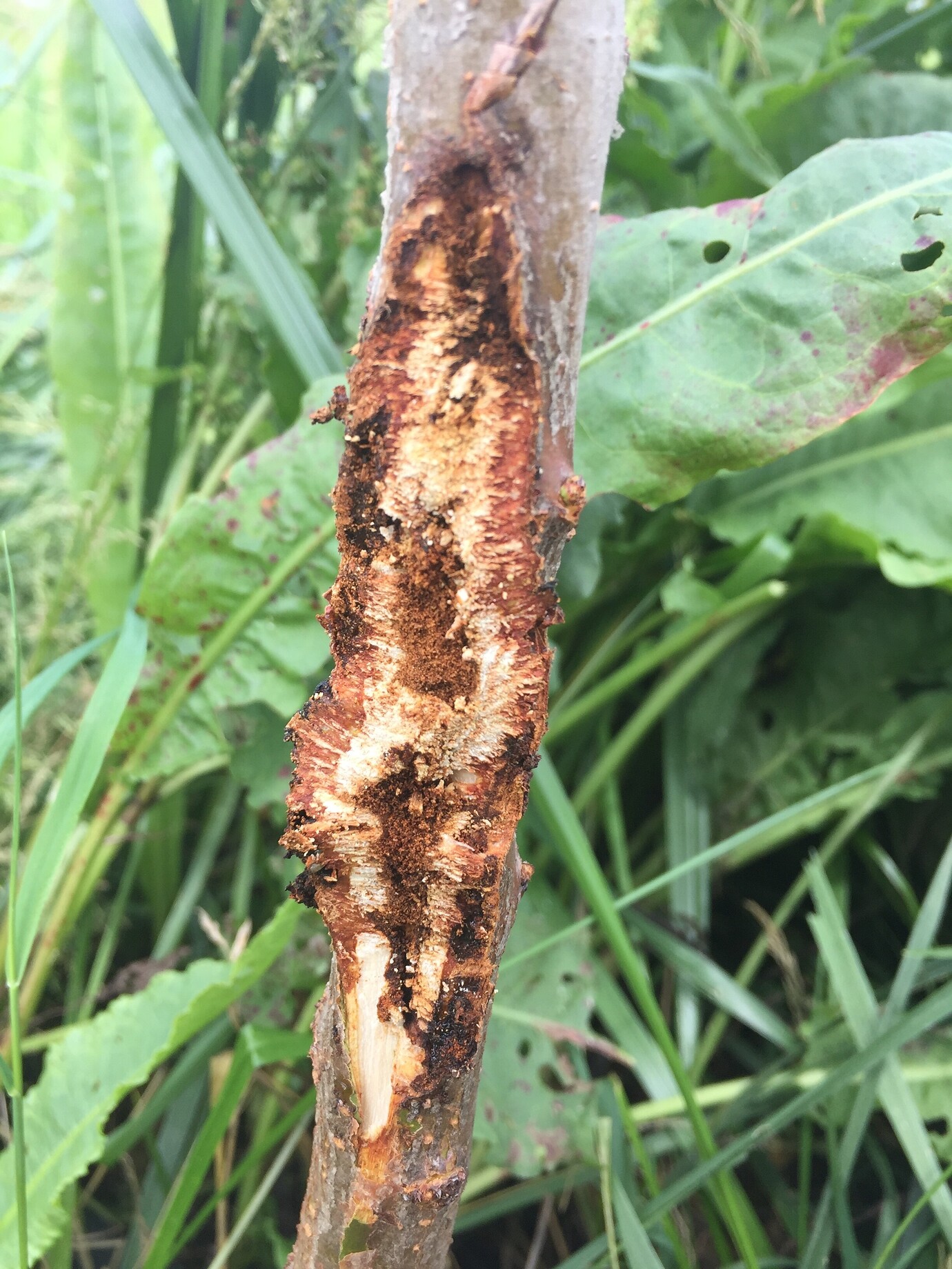 Peach-tree Borers! - General Fruit Growing - Growing Fruit
