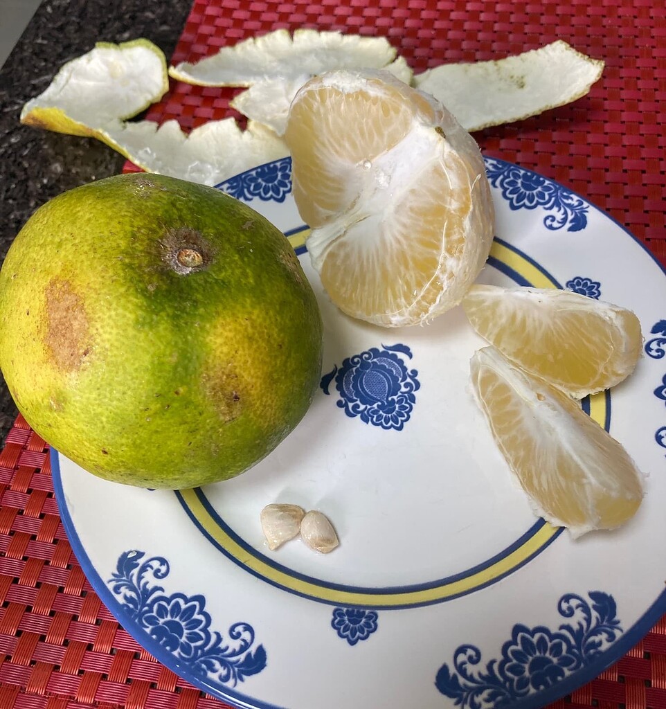 Interesting citrus variety - General Fruit Growing - Growing Fruit