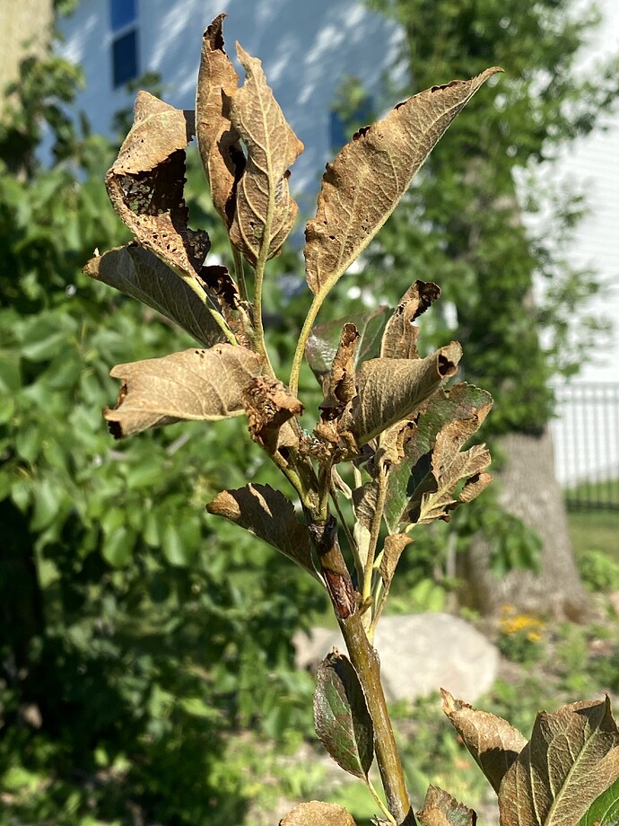 Sunburnt/Sunscald Trees - General Fruit Growing - Growing Fruit