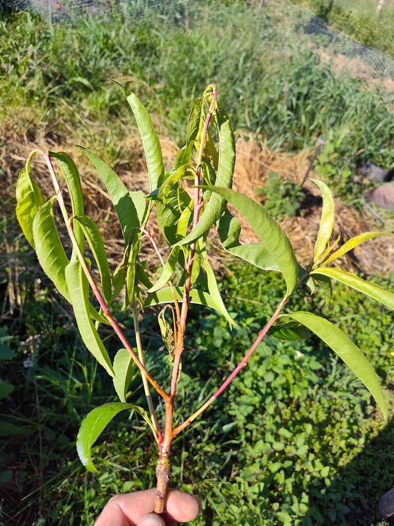 Peach damage identification - General Fruit Growing - Growing Fruit