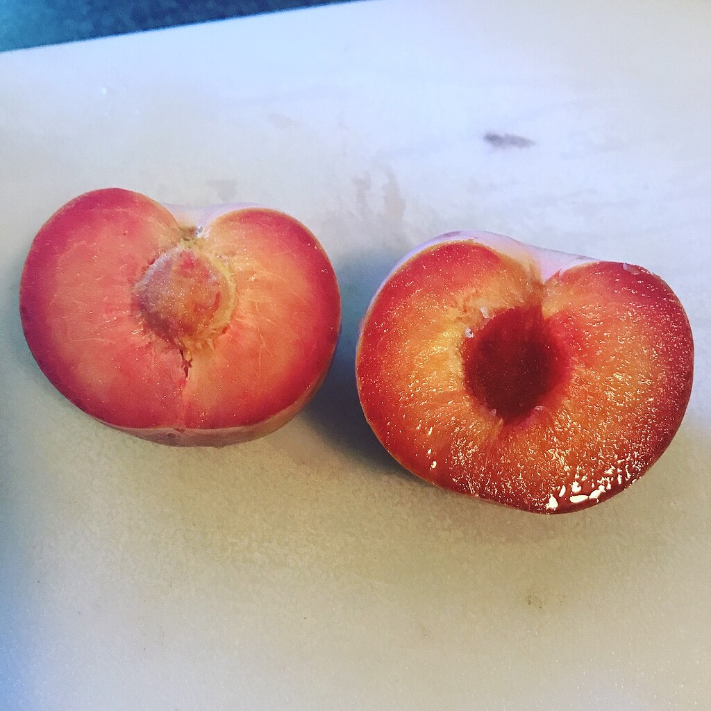 Tasted my first Dapple supreme pluot - General Fruit Growing - Growing ...