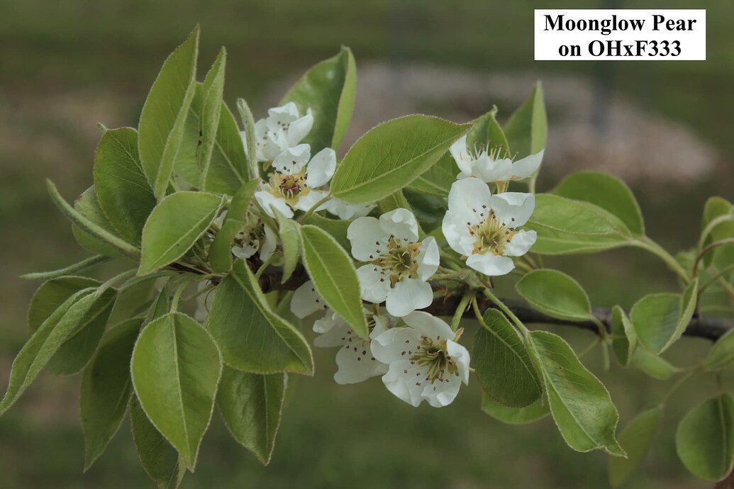 Moonglow pear - General Fruit Growing - Growing Fruit