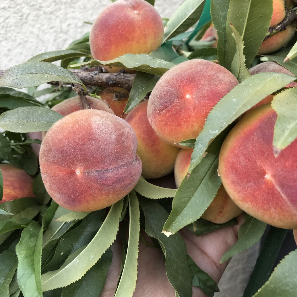 Dwarf Southern Peach excellent for container growing - General Fruit ...