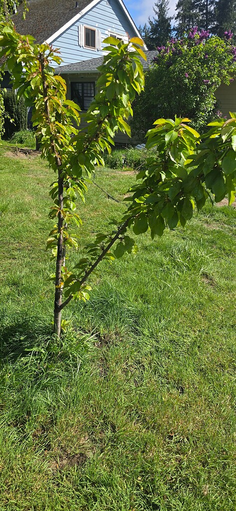 Ideas for a sick Cherry Tree - General Fruit Growing - Growing Fruit