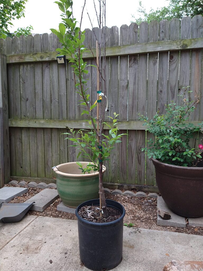 What is the best way to plant this pluot tree? - General Fruit Growing ...