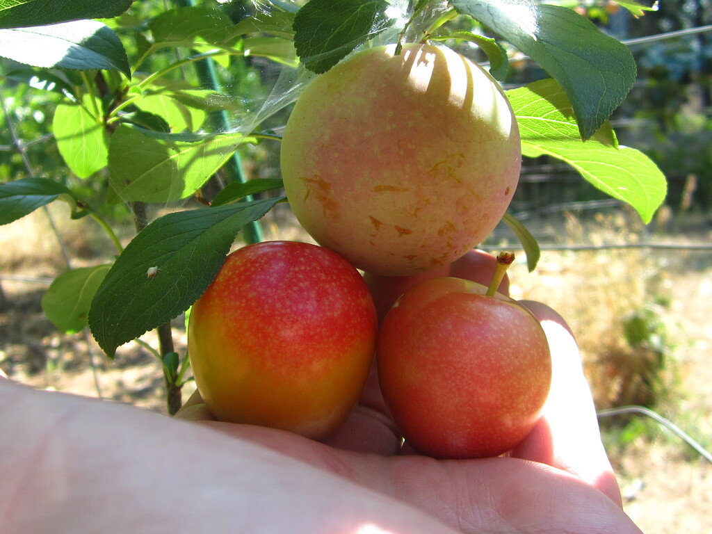 Pluerry size comparison - General Fruit Growing - Growing Fruit