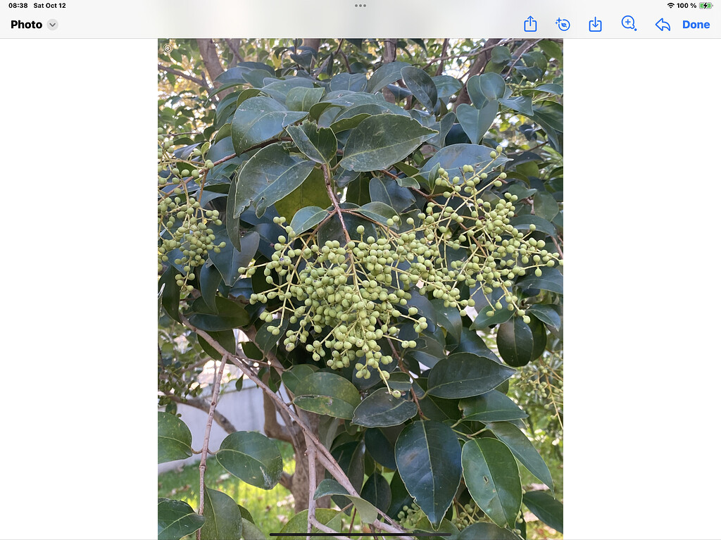 Name this tree please? - General Gardening - Growing Fruit