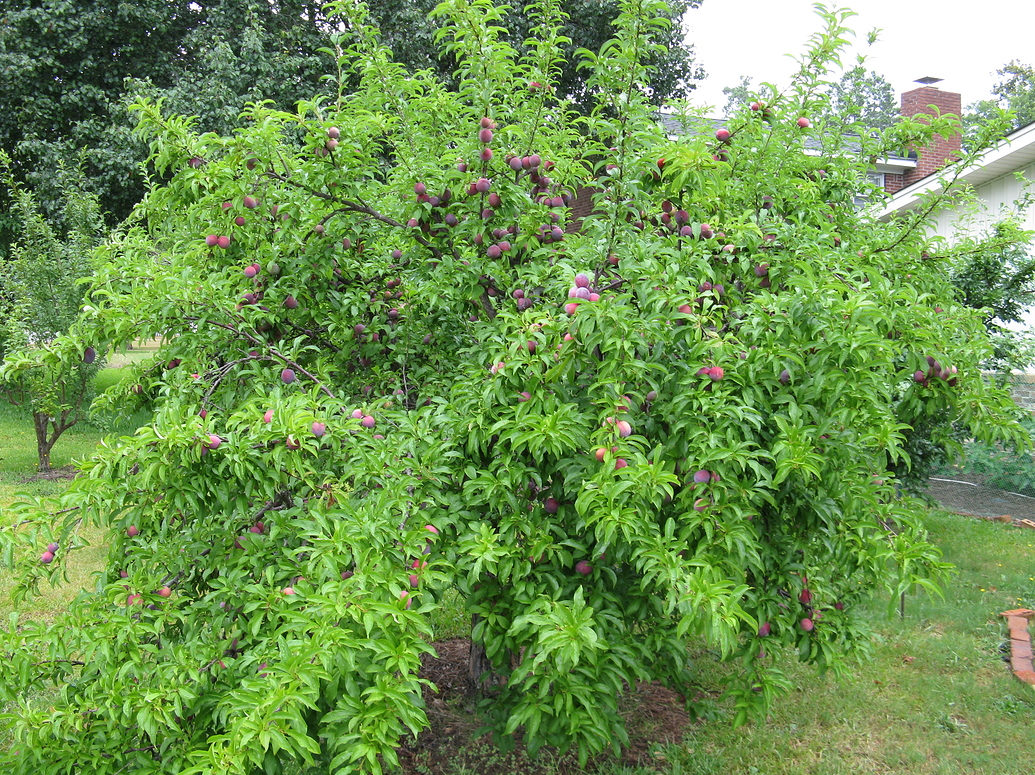AU Rubrum Plum - Pictures! - Growing Fruit