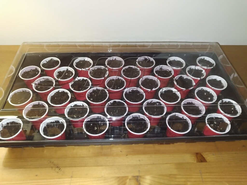 Round 2. Seed starter kit and garden talk - General Gardening - Growing ...
