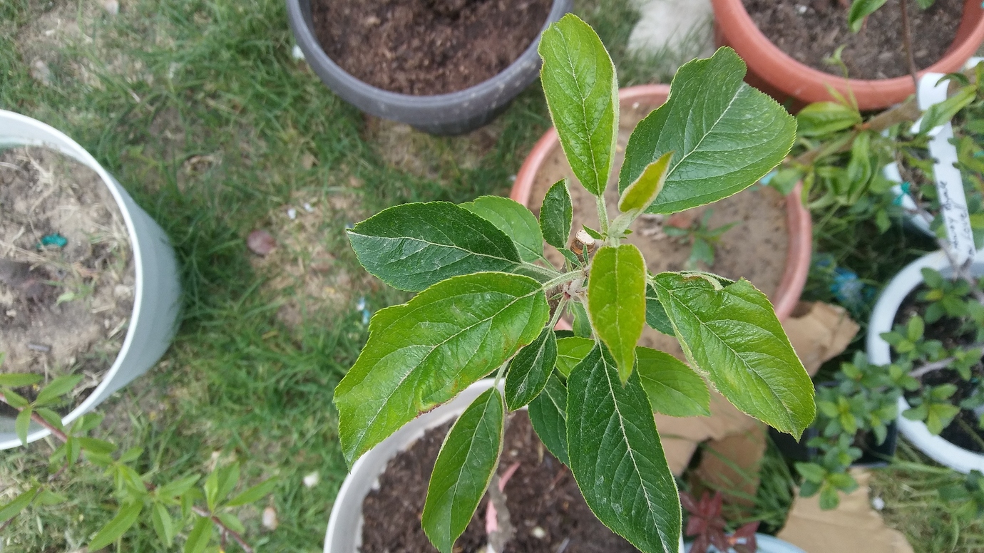 Ghost Apple - General Fruit Growing - Growing Fruit