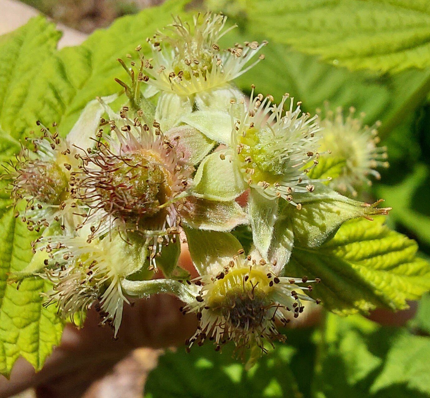 Bristol vs Jewel black raspberry growth - General Fruit Growing ...