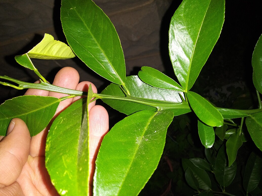 Prague Citsuma hardy sweet citrus - General Fruit Growing - Growing Fruit