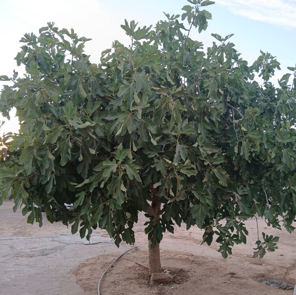 Green fig tree - General Fruit Growing - Growing Fruit