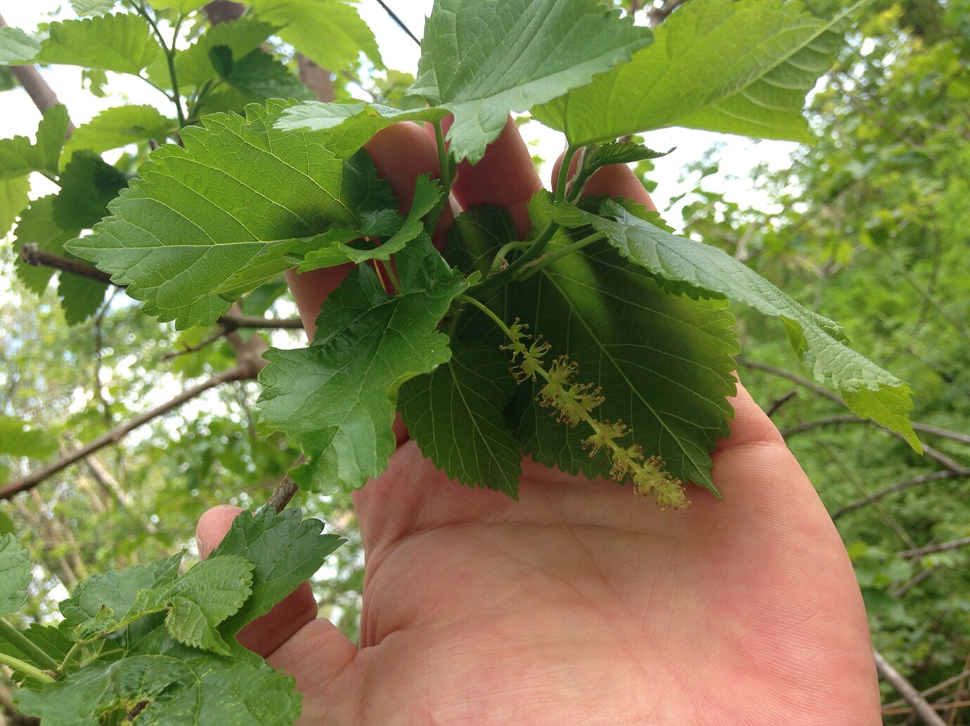 Che fruit - General Fruit Growing - Growing Fruit
