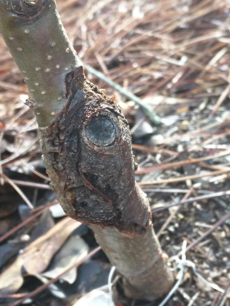 Apple graft union disease? - General Fruit Growing - Growing Fruit