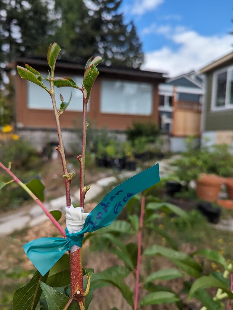 Best timing for peach grafting in the PNW - General Fruit Growing ...