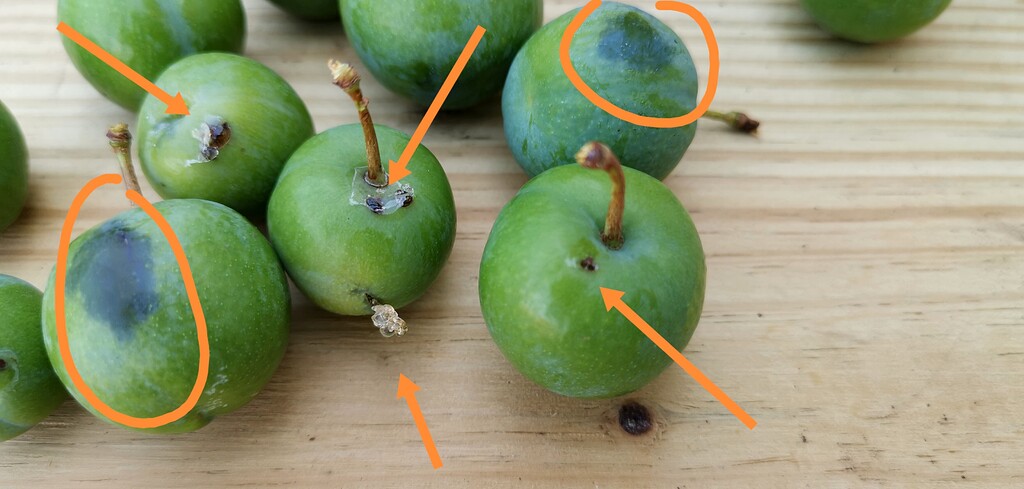Help ID which insect damaged my plum? - General Fruit Growing - Growing ...