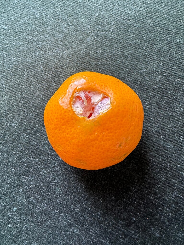 First mandarin taste and pics! - General Fruit Growing - Growing Fruit
