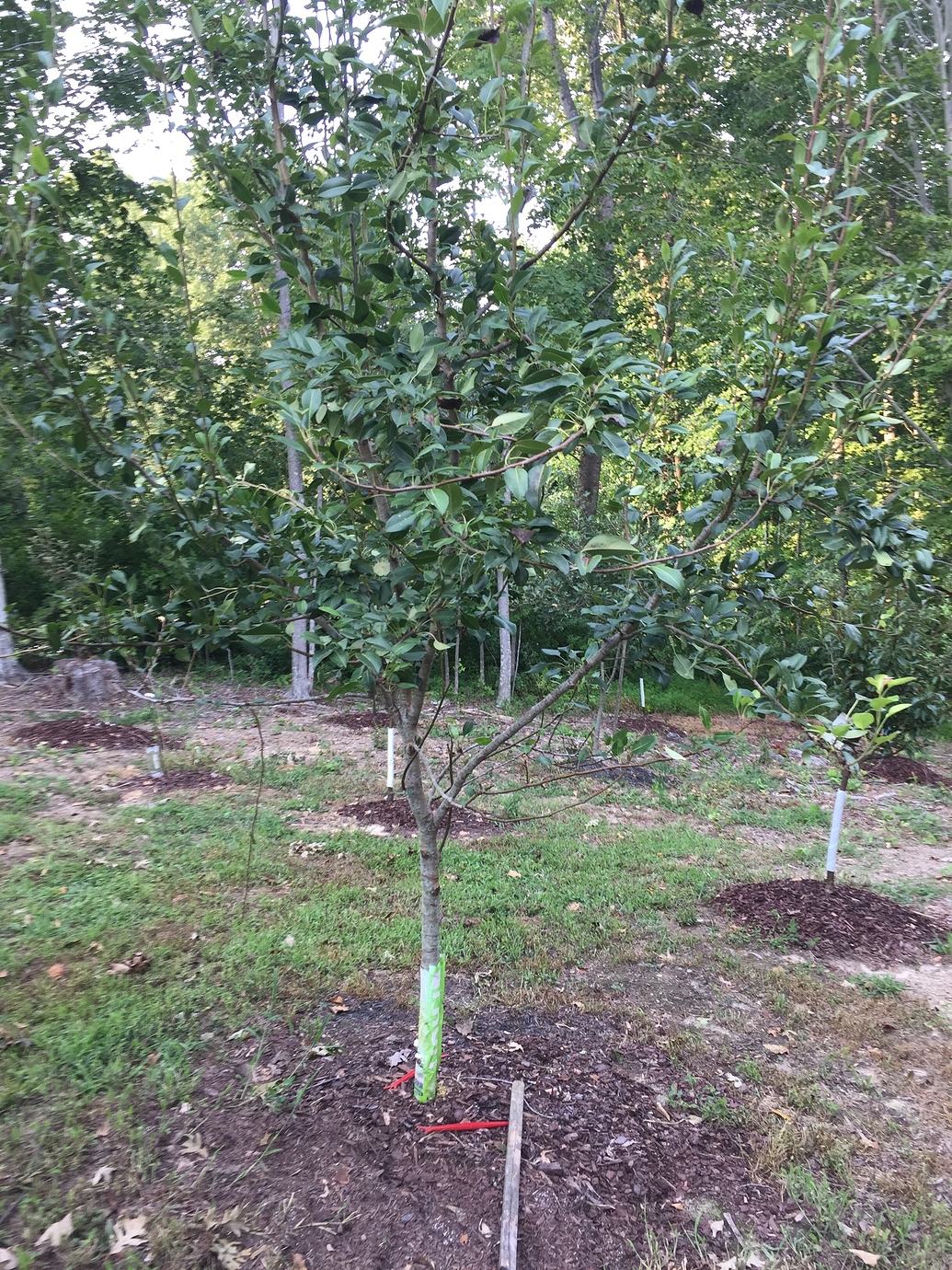 Is this fireblight and what are the dots on the Asain Pear Trees ...