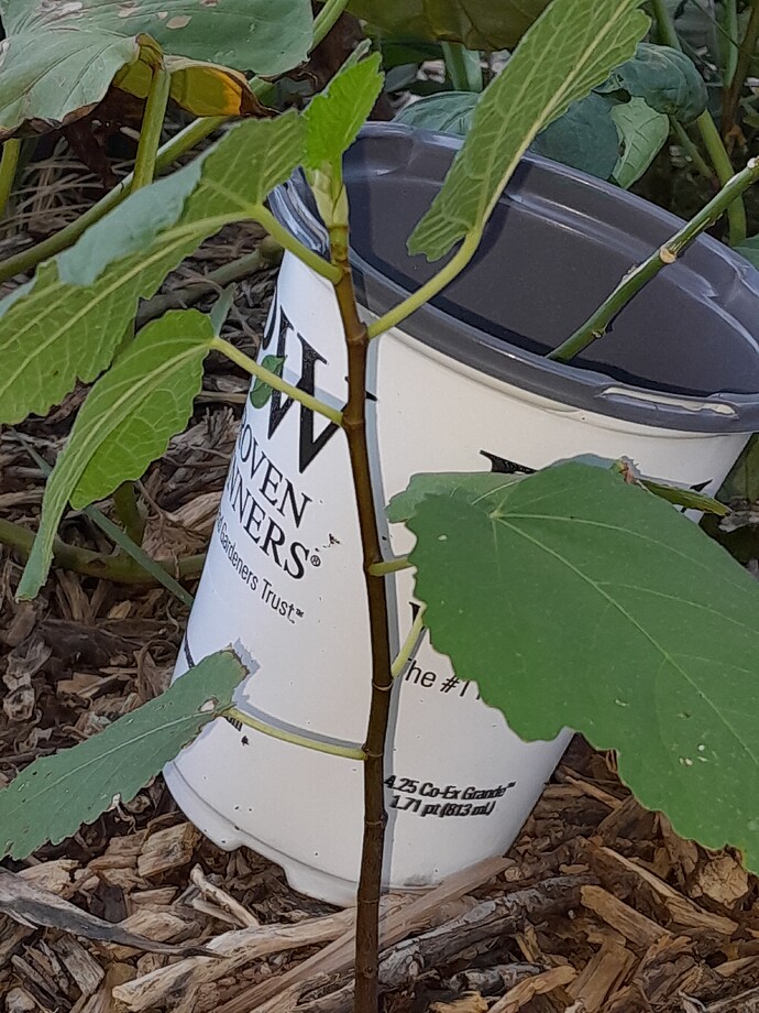 Fig seedling in Texas - General Fruit Growing - Growing Fruit