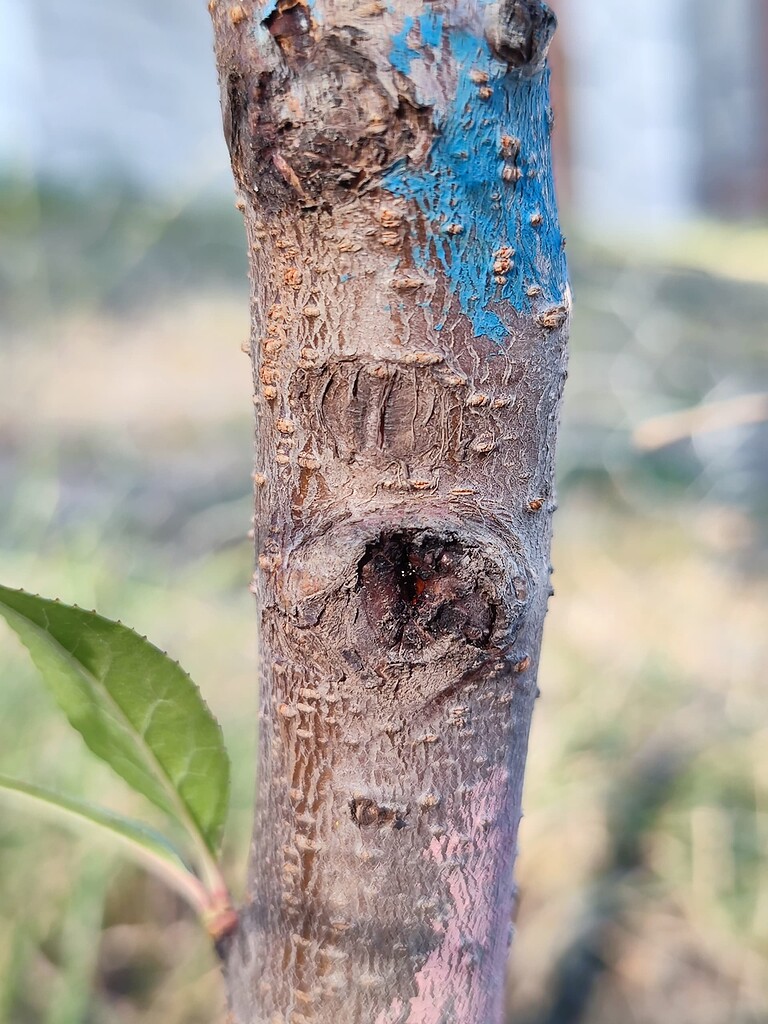 Peach Tree Gummosis - General Fruit Growing - Growing Fruit