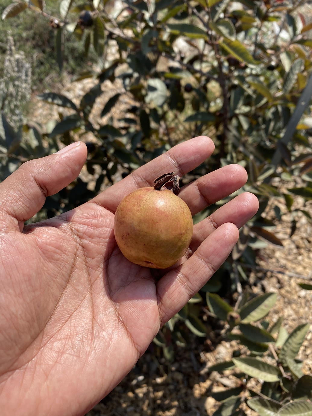 Growing different varieties of Guava - General Fruit Growing - Growing ...