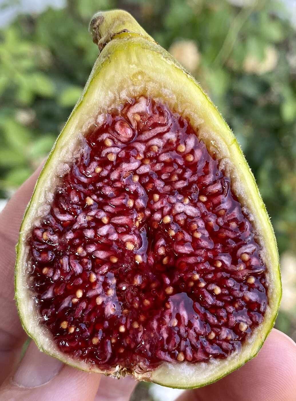 Wild figs of California - General Fruit Growing - Growing Fruit