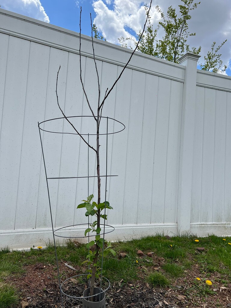 Fruit tree with damaged trunk - General Fruit Growing - Growing Fruit