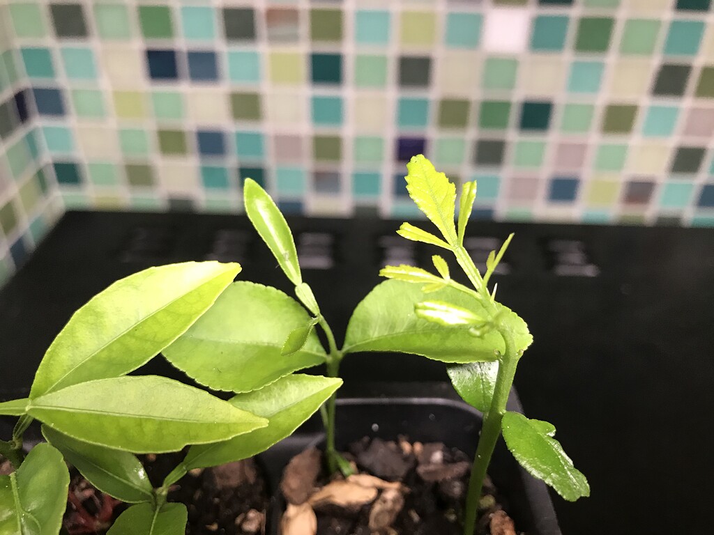 Citrandarin seedlings - General Fruit Growing - Growing Fruit