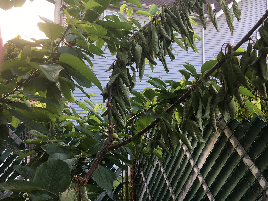 Cherry tree strange issue - General Fruit Growing - Growing Fruit