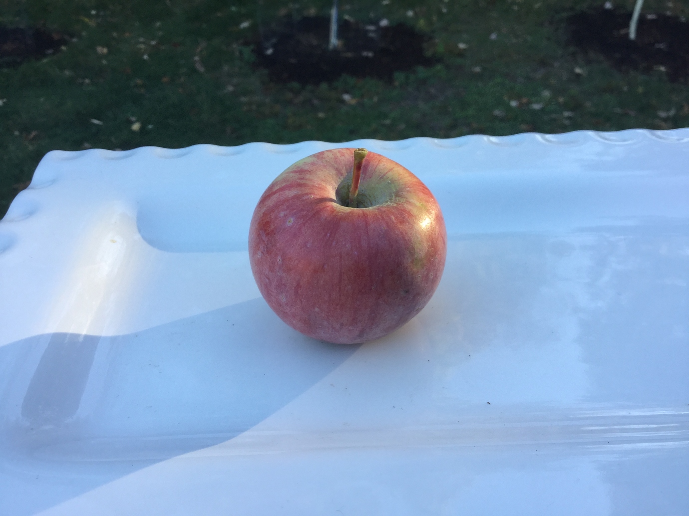Apple Identification - General Fruit Growing - Growing Fruit