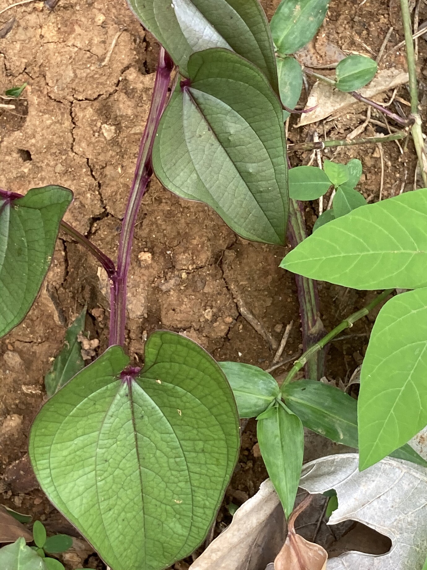 The quest for Ube (dioscorea alata) - General Gardening - Growing Fruit