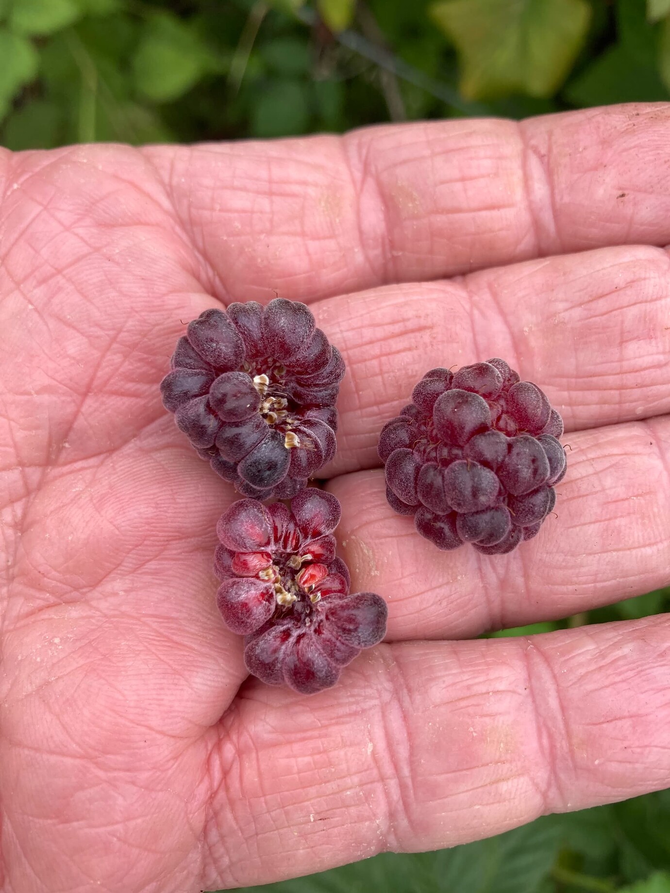 Raspberry Pruning Guide - General Fruit Growing - Growing Fruit